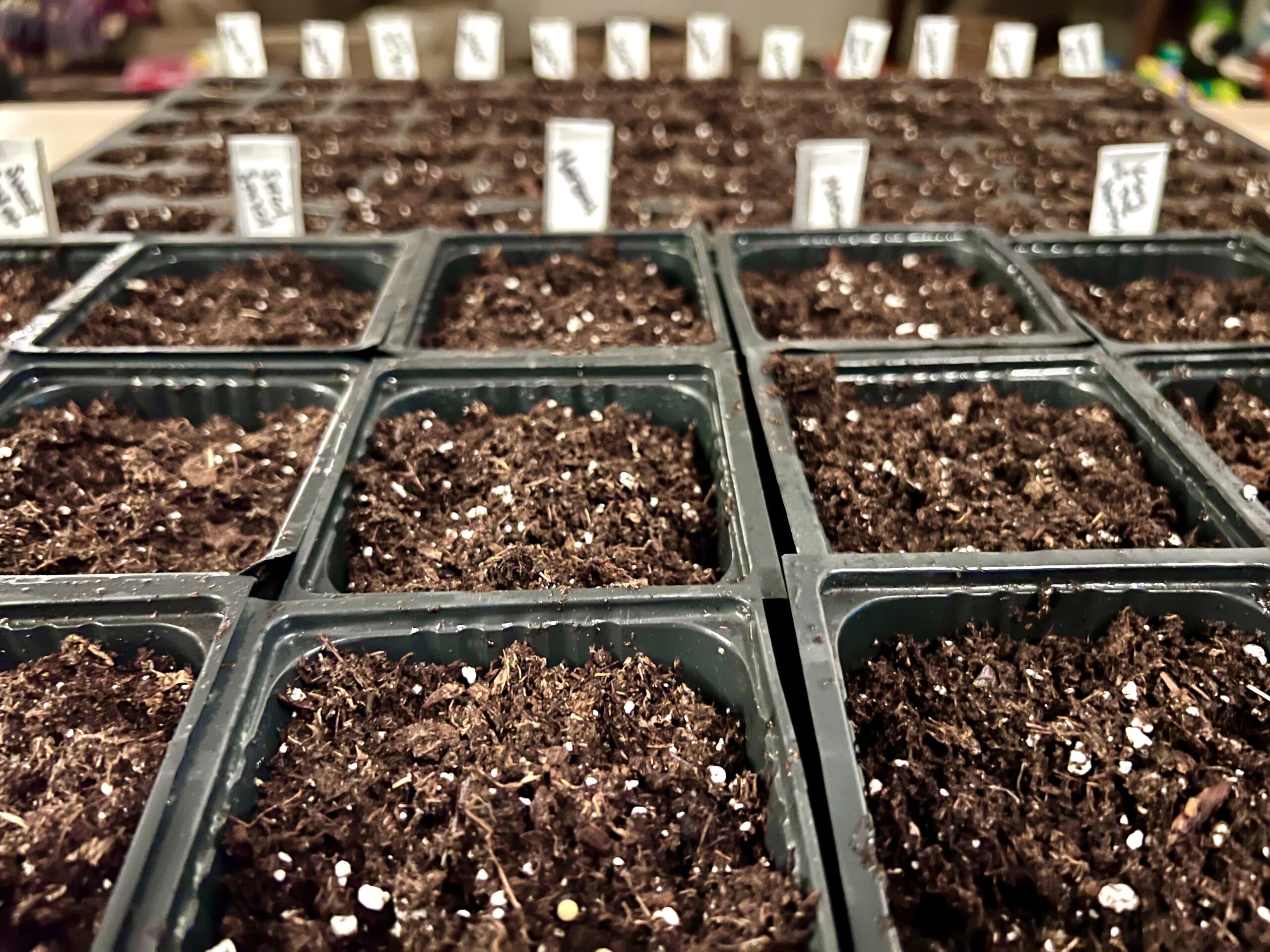 Indoor Seed Starting Guide - Cultivating Roots